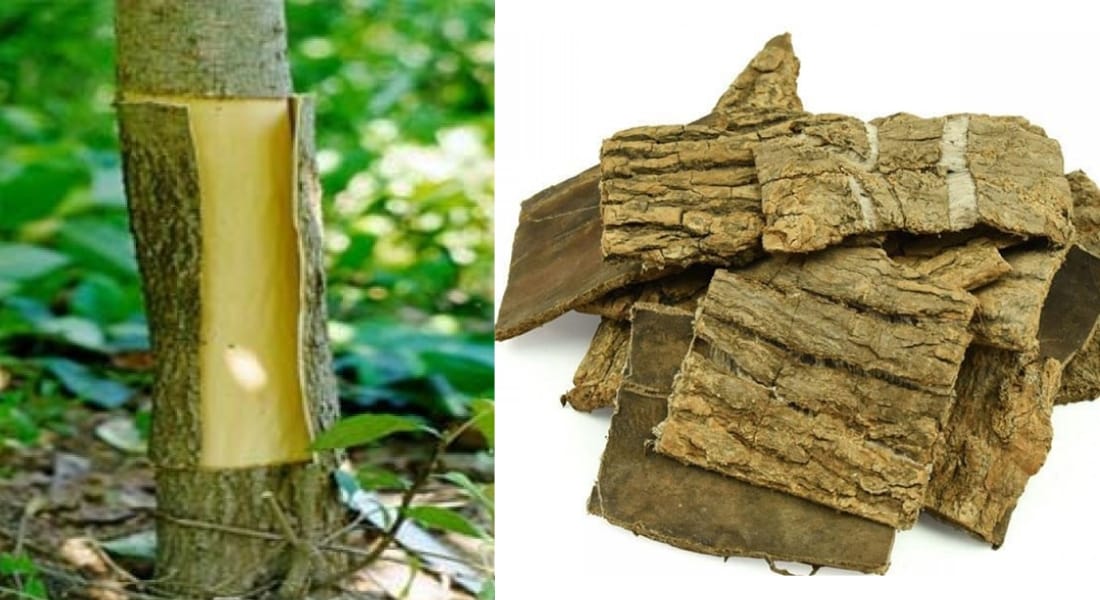 Cây đỗ Trọng Có Mấy Loại? Công Dụng Của Cây đỗ Trọng Trong Y Học