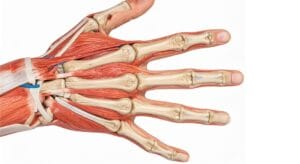 Giải Phẫu Xương Bàn Tay: Cấu Tạo, Chức Năng Và ý Nghĩa Lâm Sàng